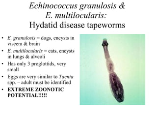 parasitology lab notes | PPT