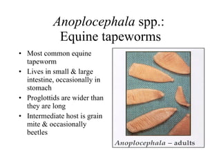 parasitology lab notes | PPT