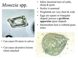 parasitology lab notes | PPT