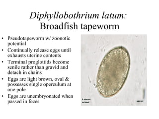 parasitology lab notes | PPT