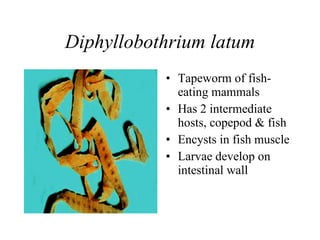 parasitology lab notes | PPT