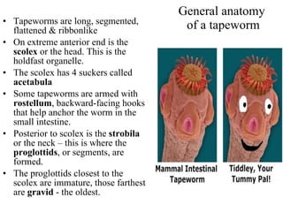parasitology lab notes | PPT