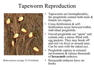 parasitology lab notes | PPT