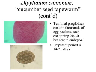 parasitology lab notes | PPT