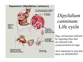 parasitology lab notes | PPT