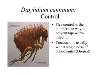 parasitology lab notes | PPT