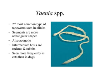 parasitology lab notes | PPT