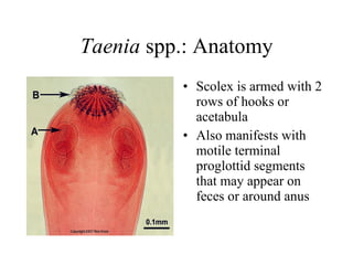 parasitology lab notes | PPT