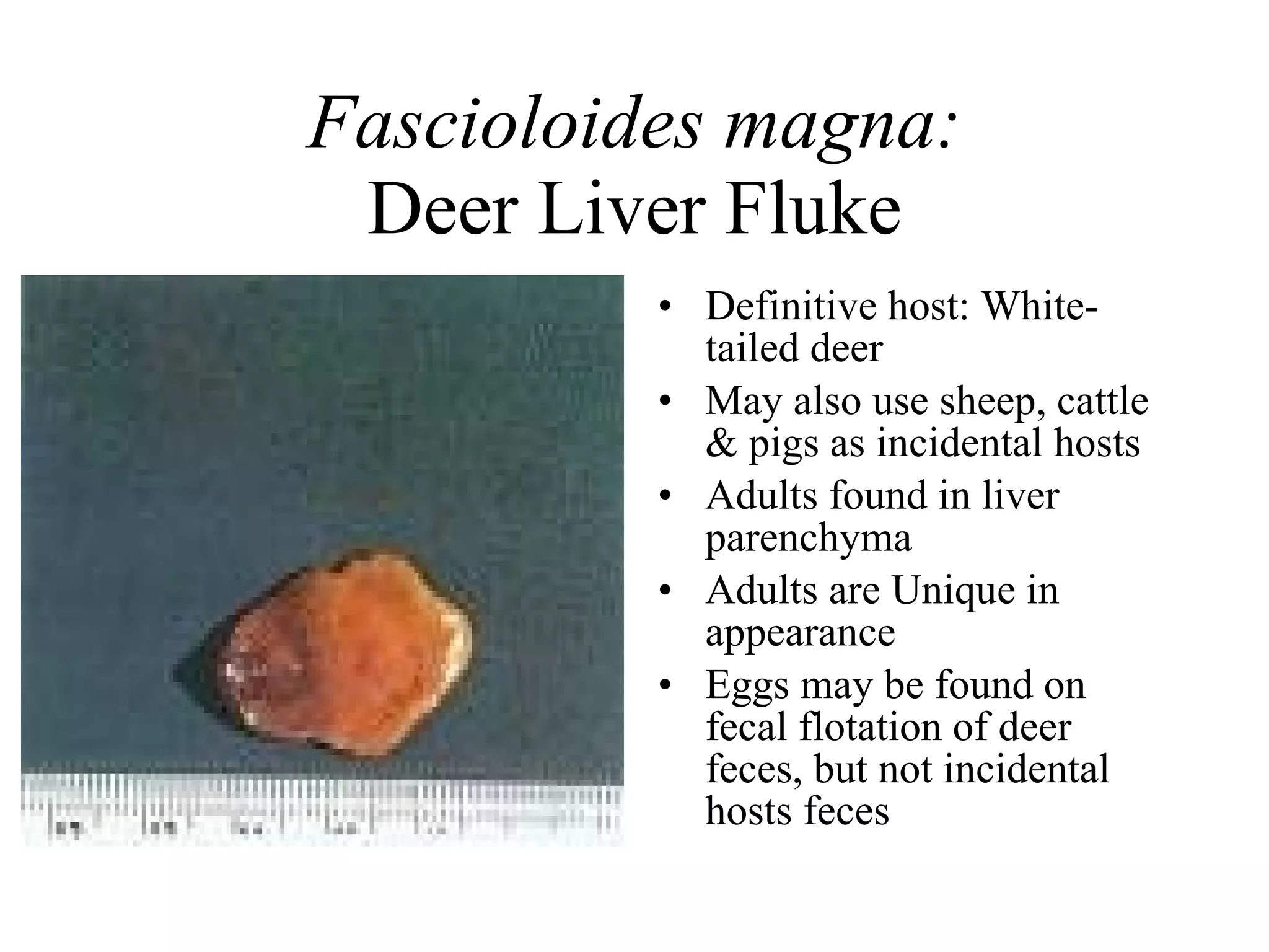 Parasitology lab notes | PPT