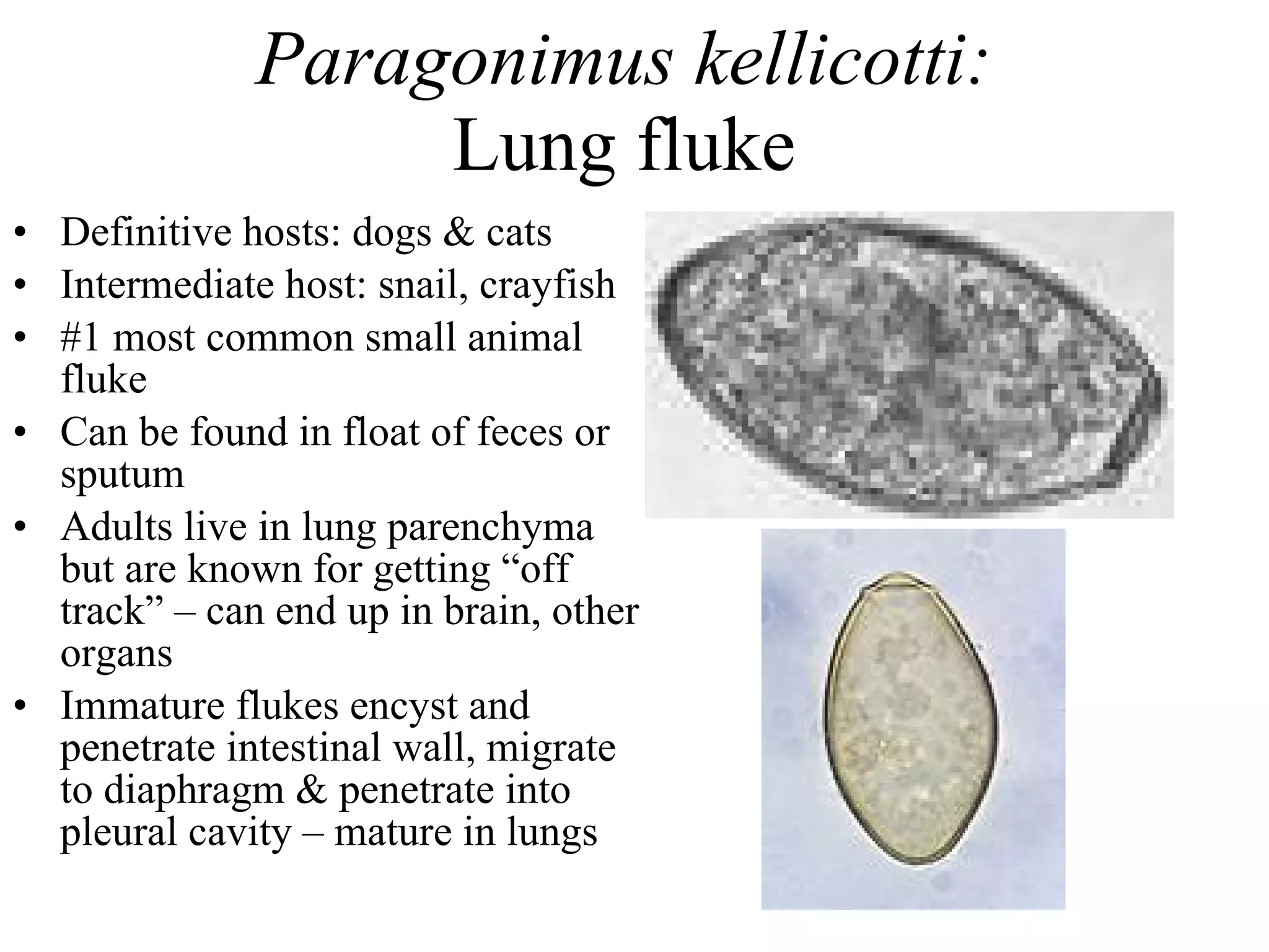 Parasitology lab notes | PPT
