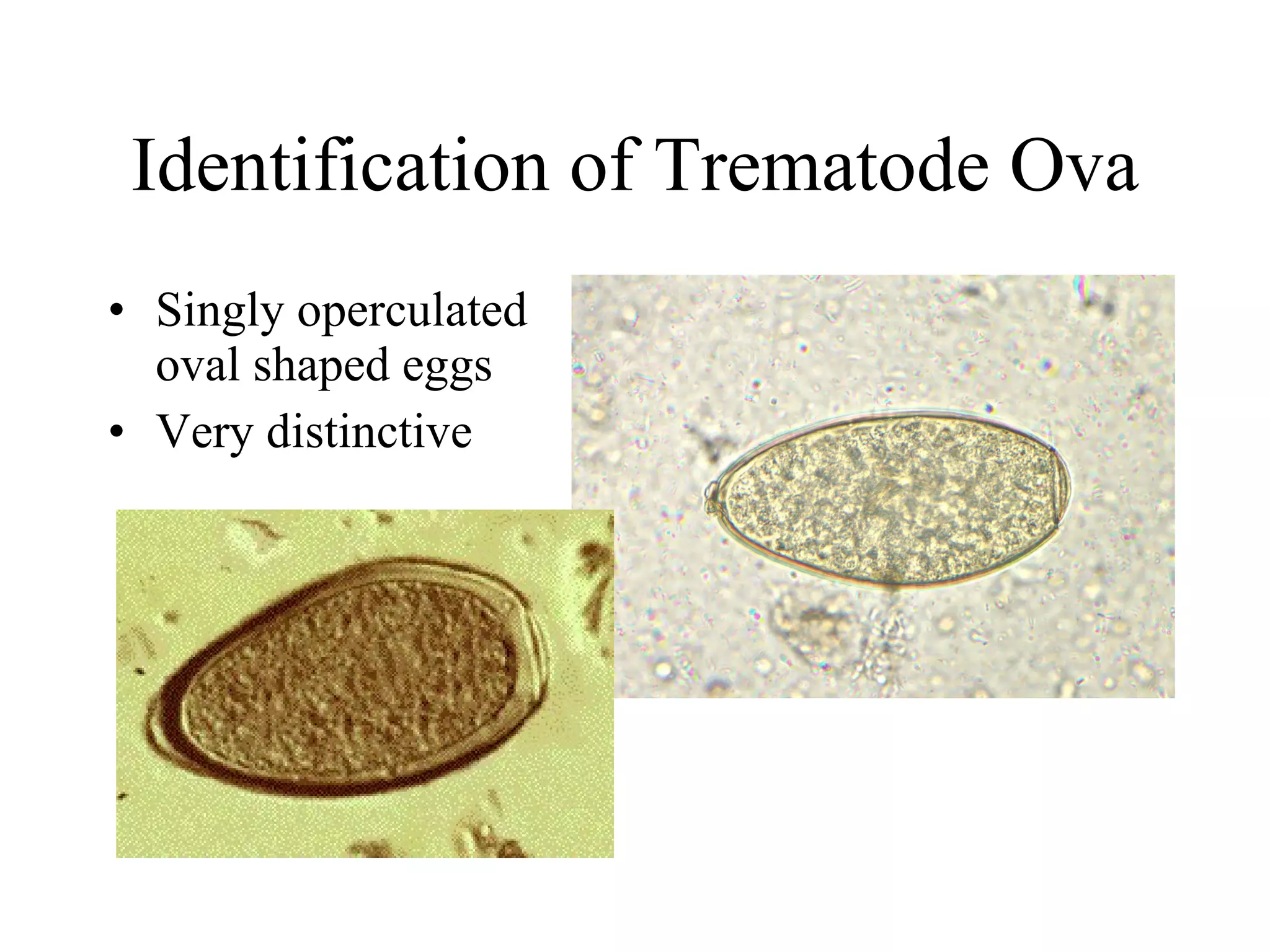 Parasitology lab notes | PPT