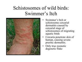 Parasitology lab notes | PPT