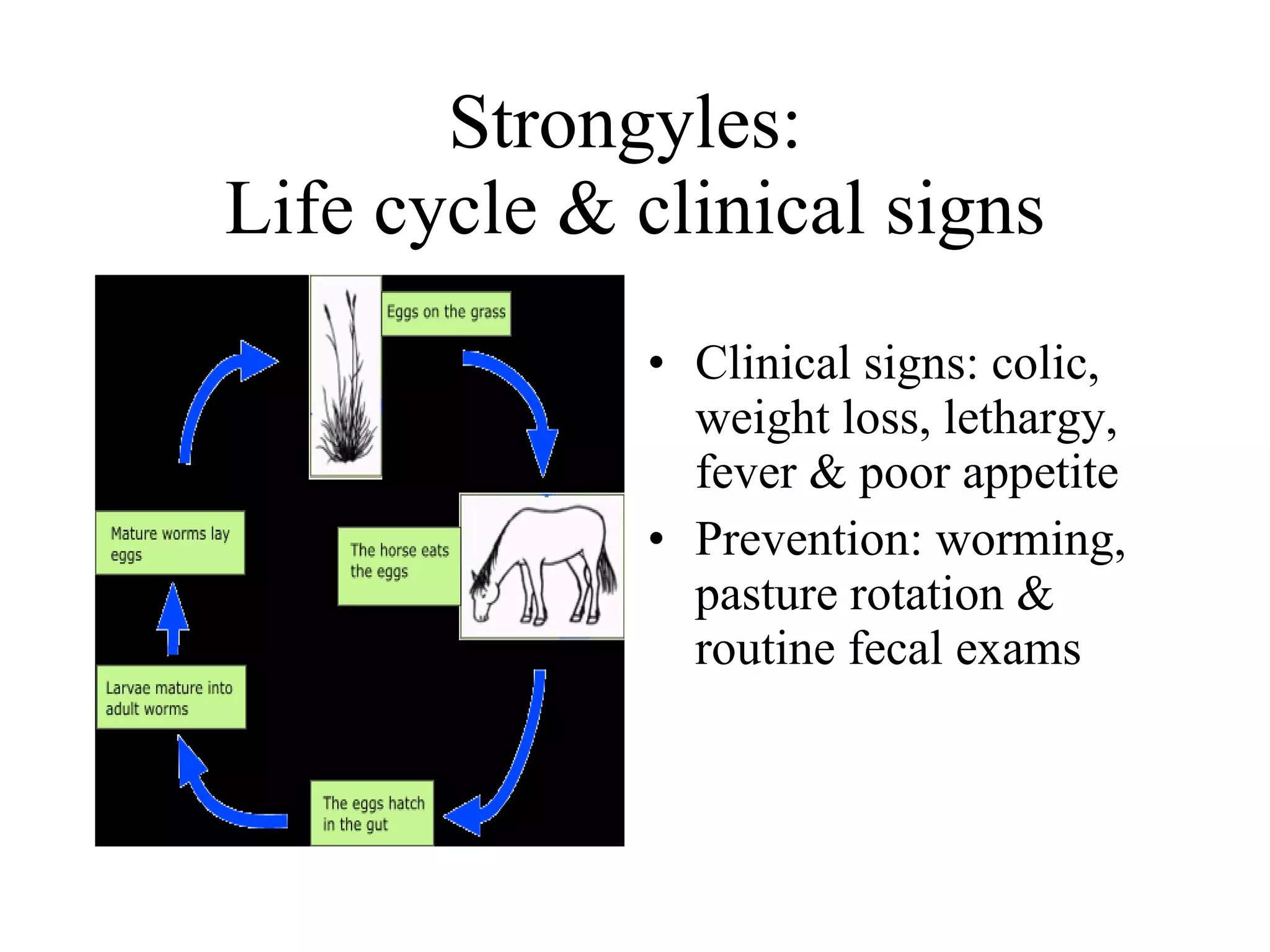 parasitology lab notes | PPT