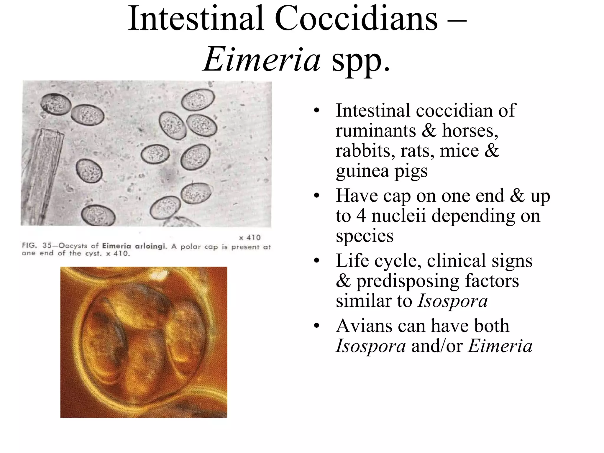 parasitology lab notes | PPT
