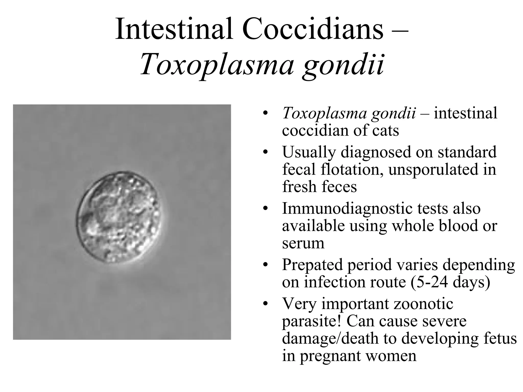 parasitology lab notes | PPT