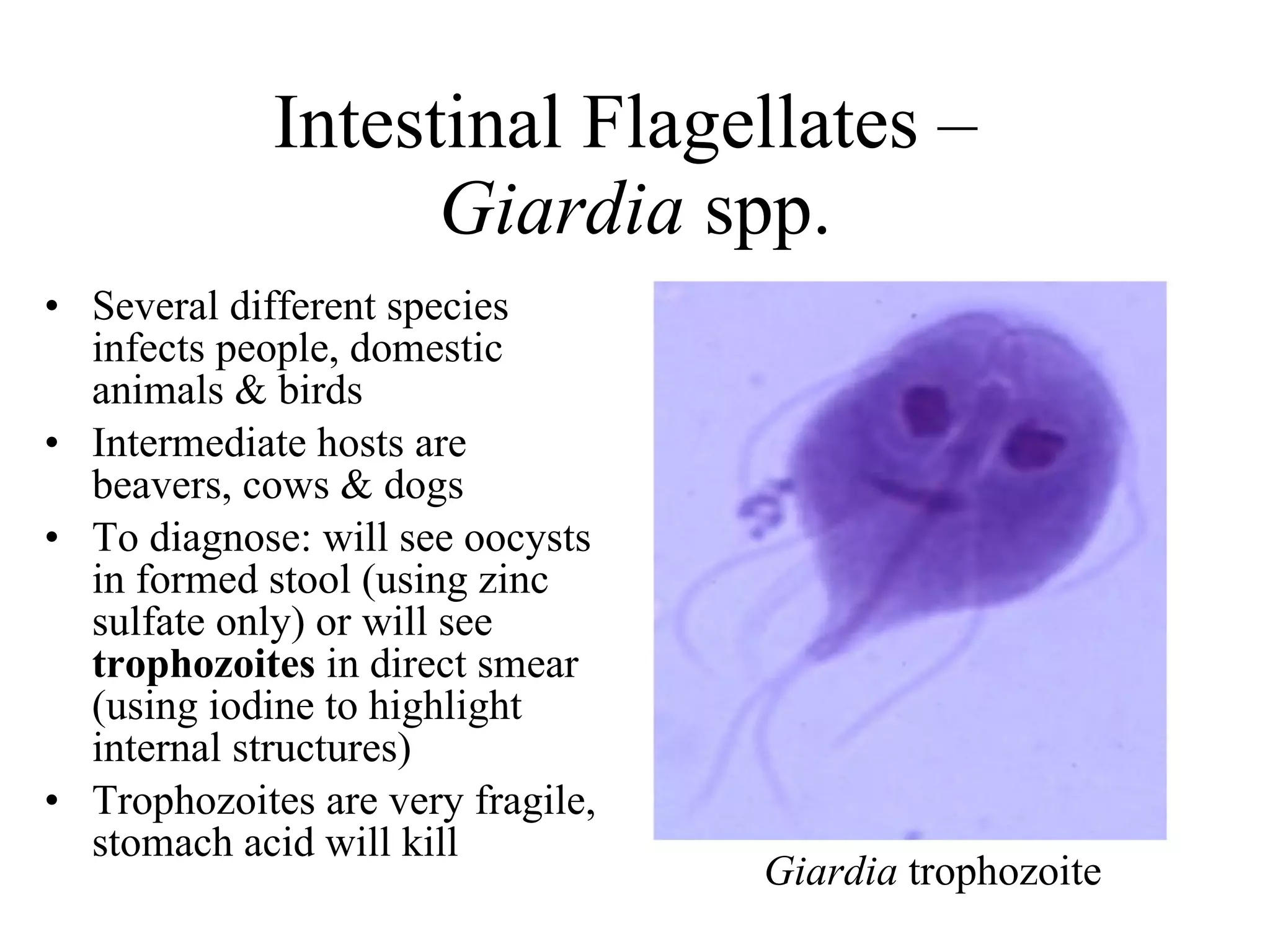 parasitology lab notes | PPT