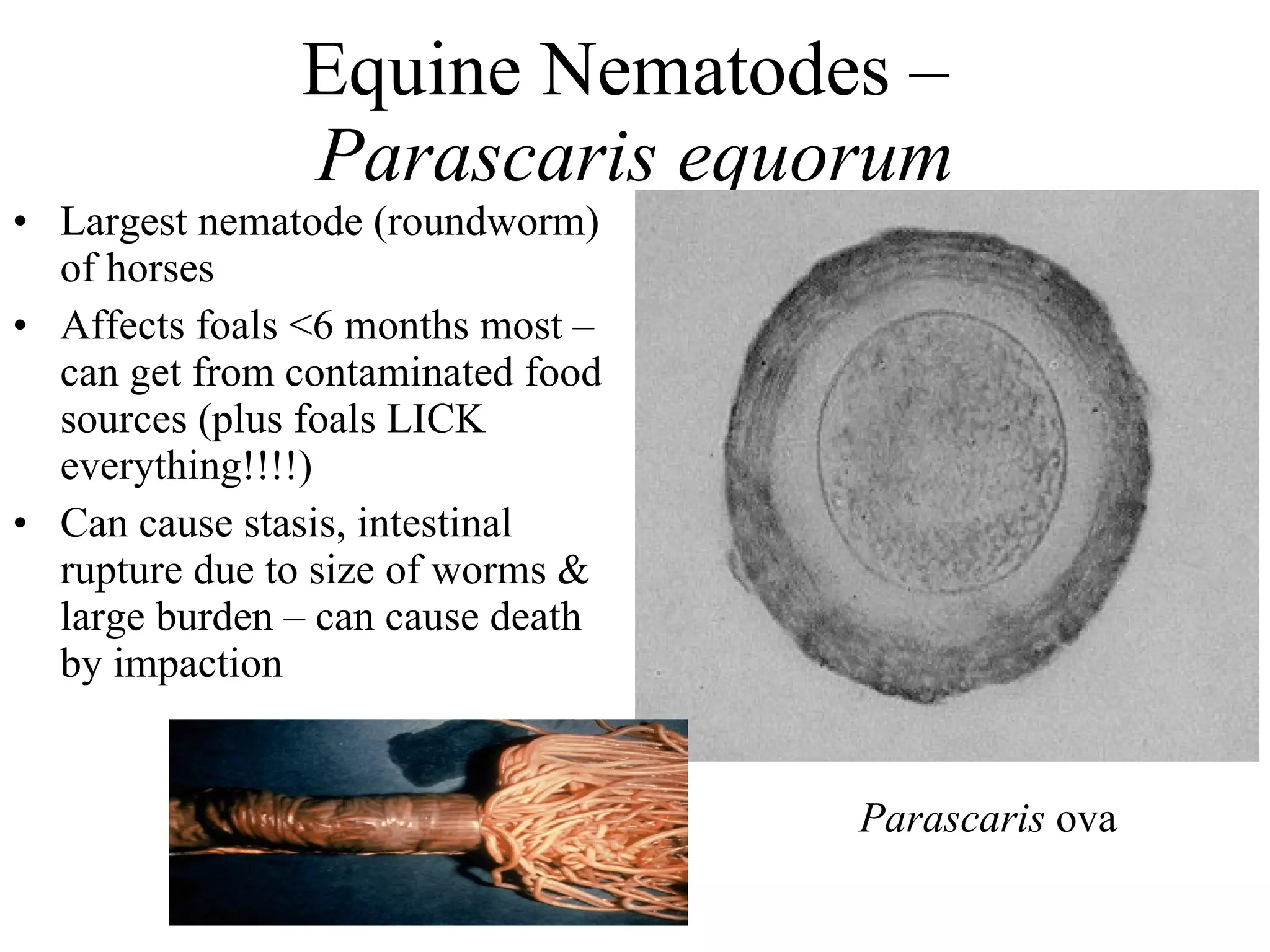 parasitology lab notes | PPT