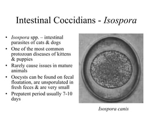 parasitology lab notes | PPT