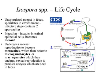 parasitology lab notes | PPT