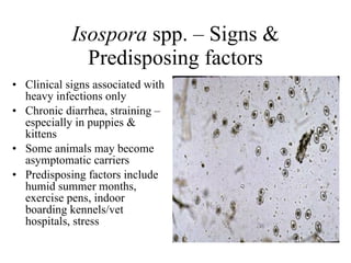 parasitology lab notes | PPT