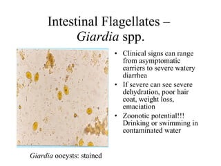 parasitology lab notes | PPT