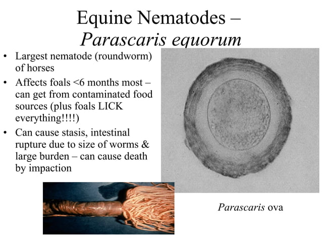 parasitology lab notes | PPT