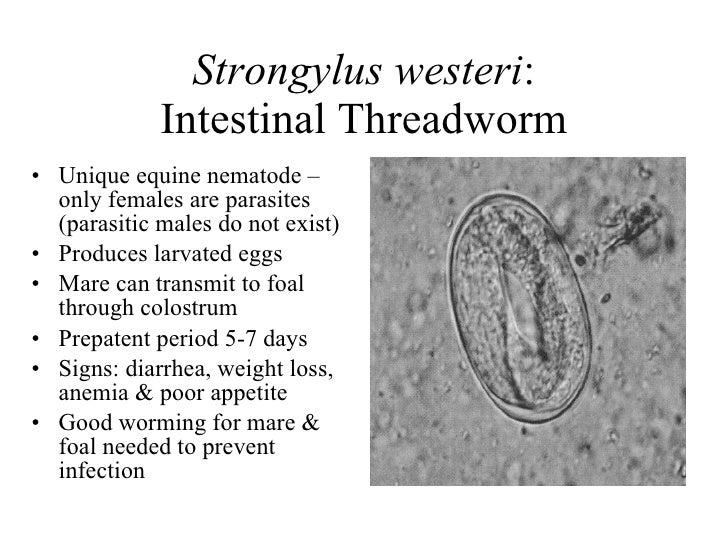 parasitology lab notes