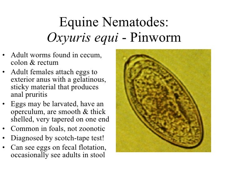 Oxyuris Equi Life Cycle Oxyuris Sp. Roundworms MONSTER HUNTER'S