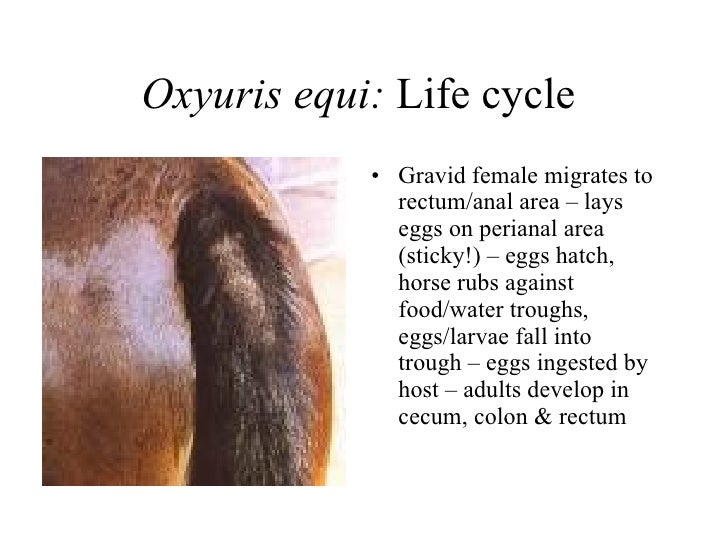 parasitology lab notes