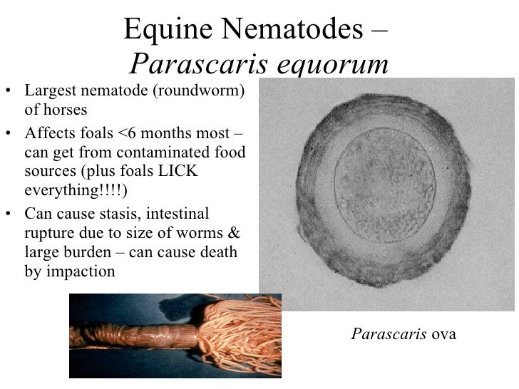Parascaris Equorum Life Cycle Parascaris Equorum Wikipedia