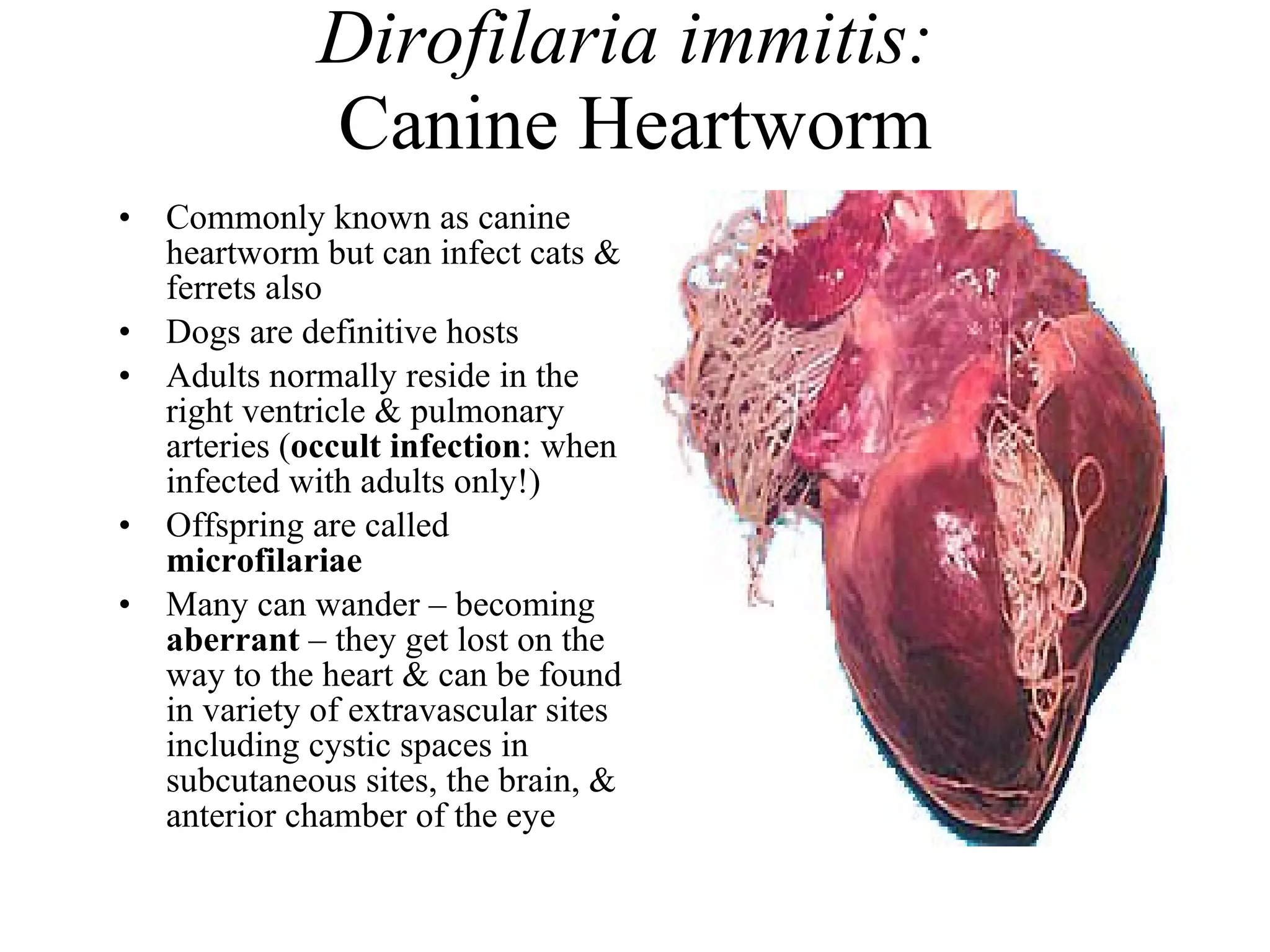 Parasitology lab notes | PPT