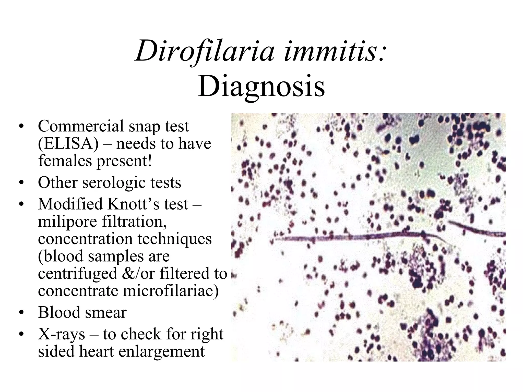 Parasitology lab notes | PPT