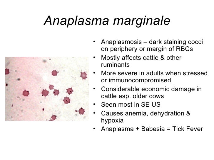 parasitology lab notes