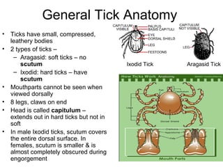 parasitology lab notes | PPT | Veterinary Medicine | Pets