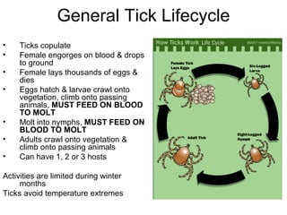 parasitology lab notes | PPT | Veterinary Medicine | Pets