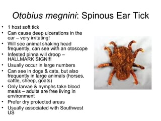 parasitology lab notes | PPT