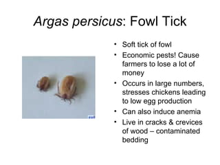 parasitology lab notes | PPT | Veterinary Medicine | Pets