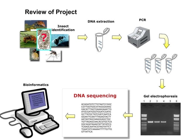 Lab2_3_Lecture_DNA_PCR (3).pptx