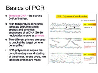 Lab2_3_Lecture_DNA_PCR (3).pptx