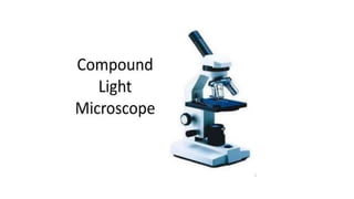 GBSN - Microbiology (Lab 2) Compound Microscope | PPT