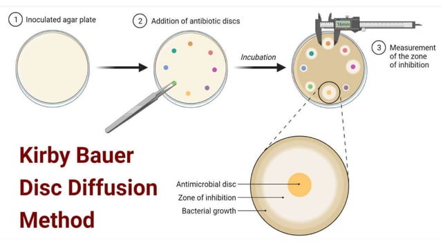 Lab 2 disk diffusion testing | PPTX | Infectious Diseases | Diseases ...