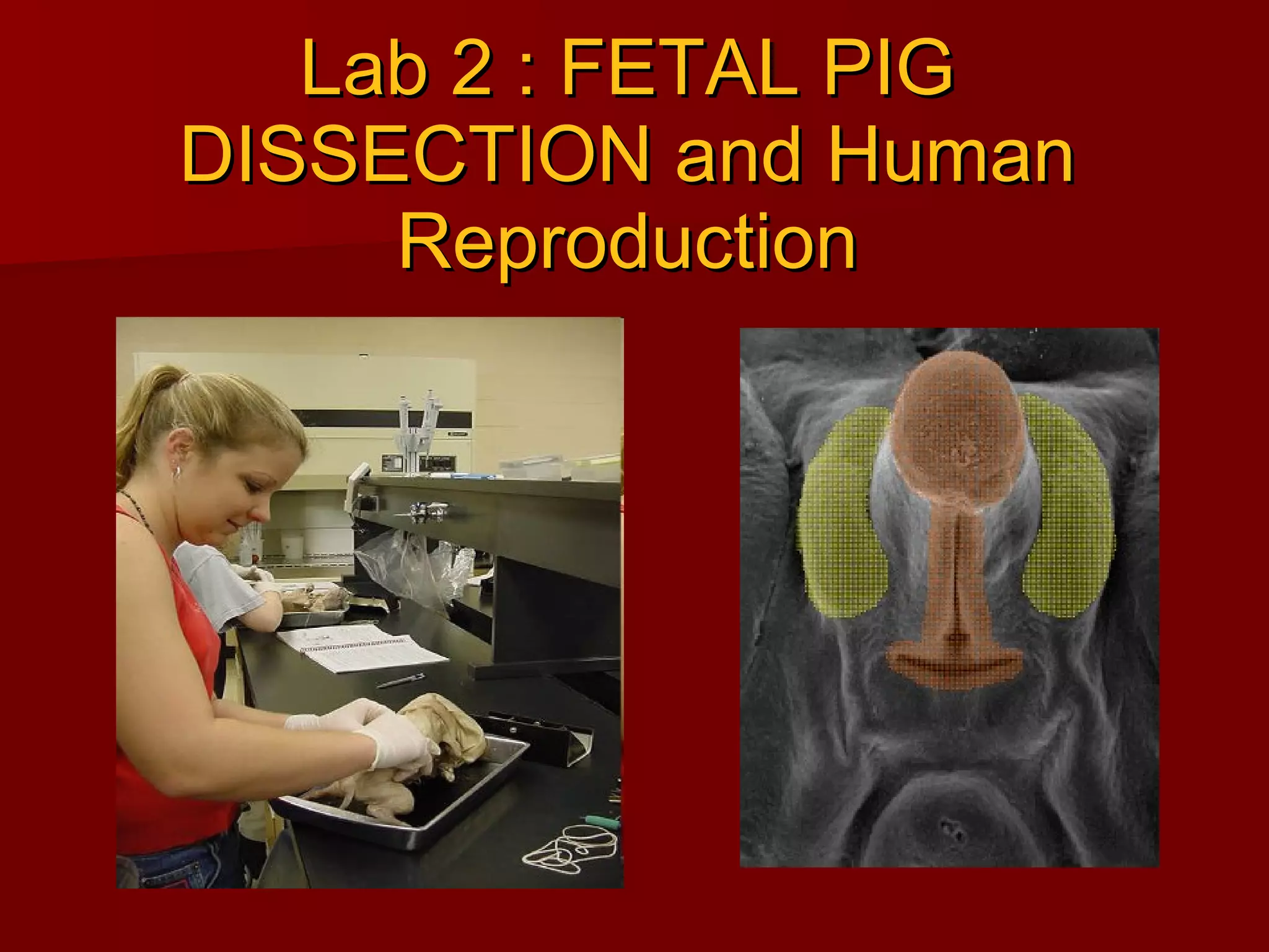 Lab2 Fetal Pig Dissection, Human sexuality | PPT