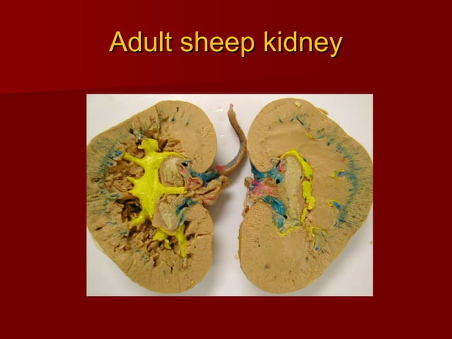 Lab2 Fetal Pig Dissection, Human sexuality | PPT | Pregnancy ...