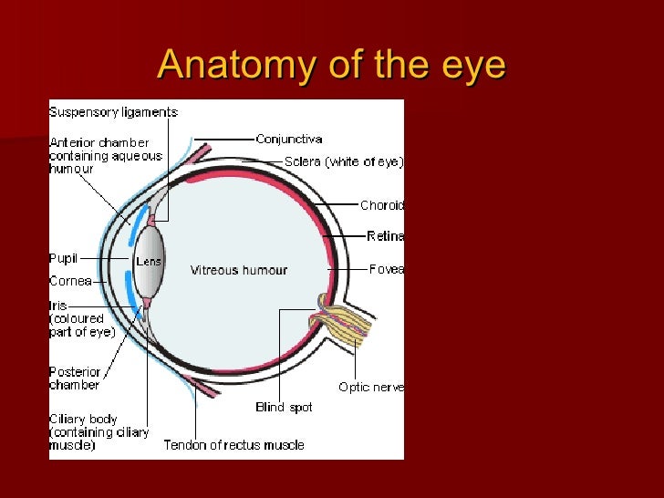 Lab2 Fetal Pig Dissection, Human sexuality
