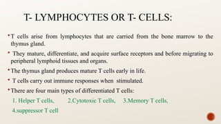 Lab 2 histology of the lymphatic system.pptx
