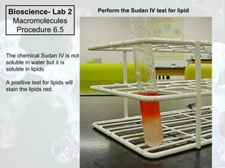 Lab 2 powerpoint | PPT