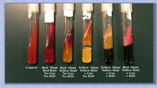 Triple Sugar Iron Biochemical Tests.pptx