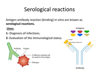 Lab 2 rapid and direct serological test.pptx