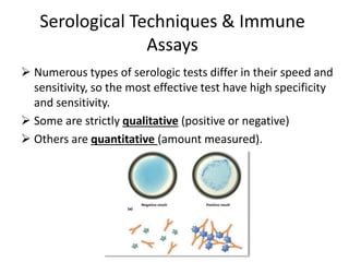 Lab 2 rapid and direct serological test.pptx