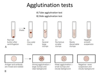 Lab 2 rapid and direct serological test.pptx